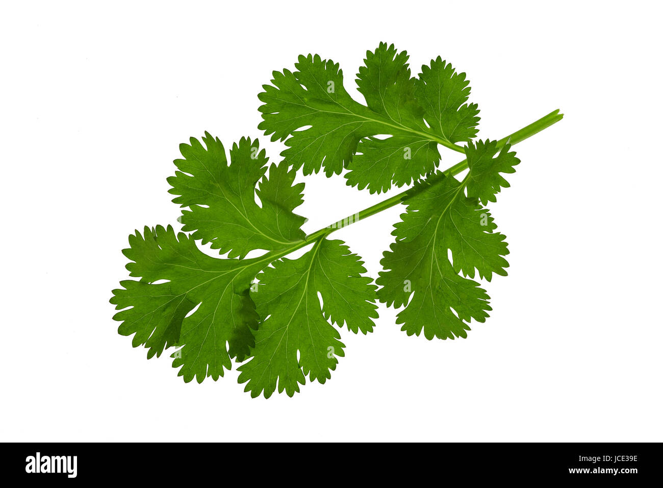fresh cilantro leaf macro isolated on white background Stock Photo - Alamy