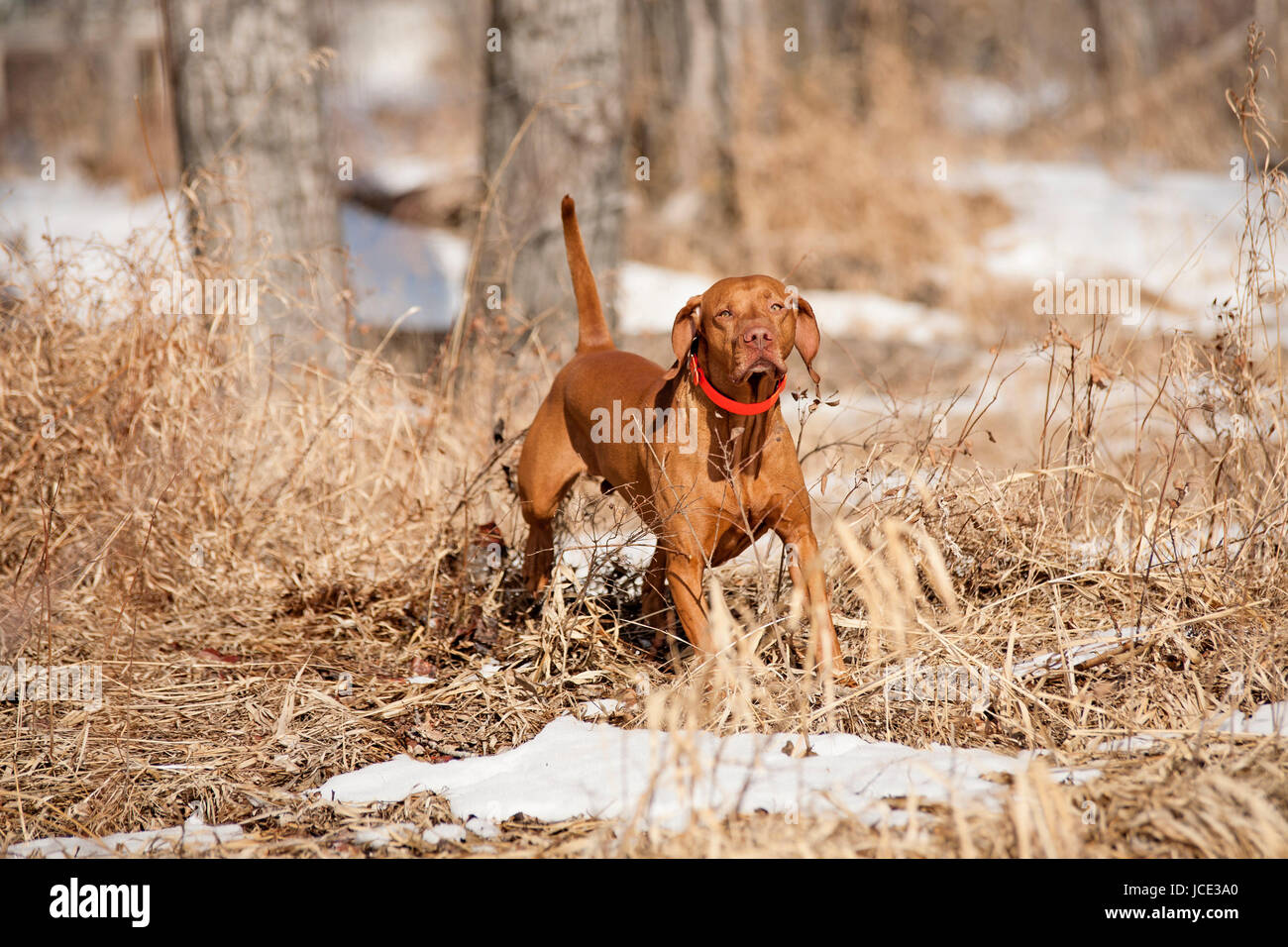 Vizsla Hunting