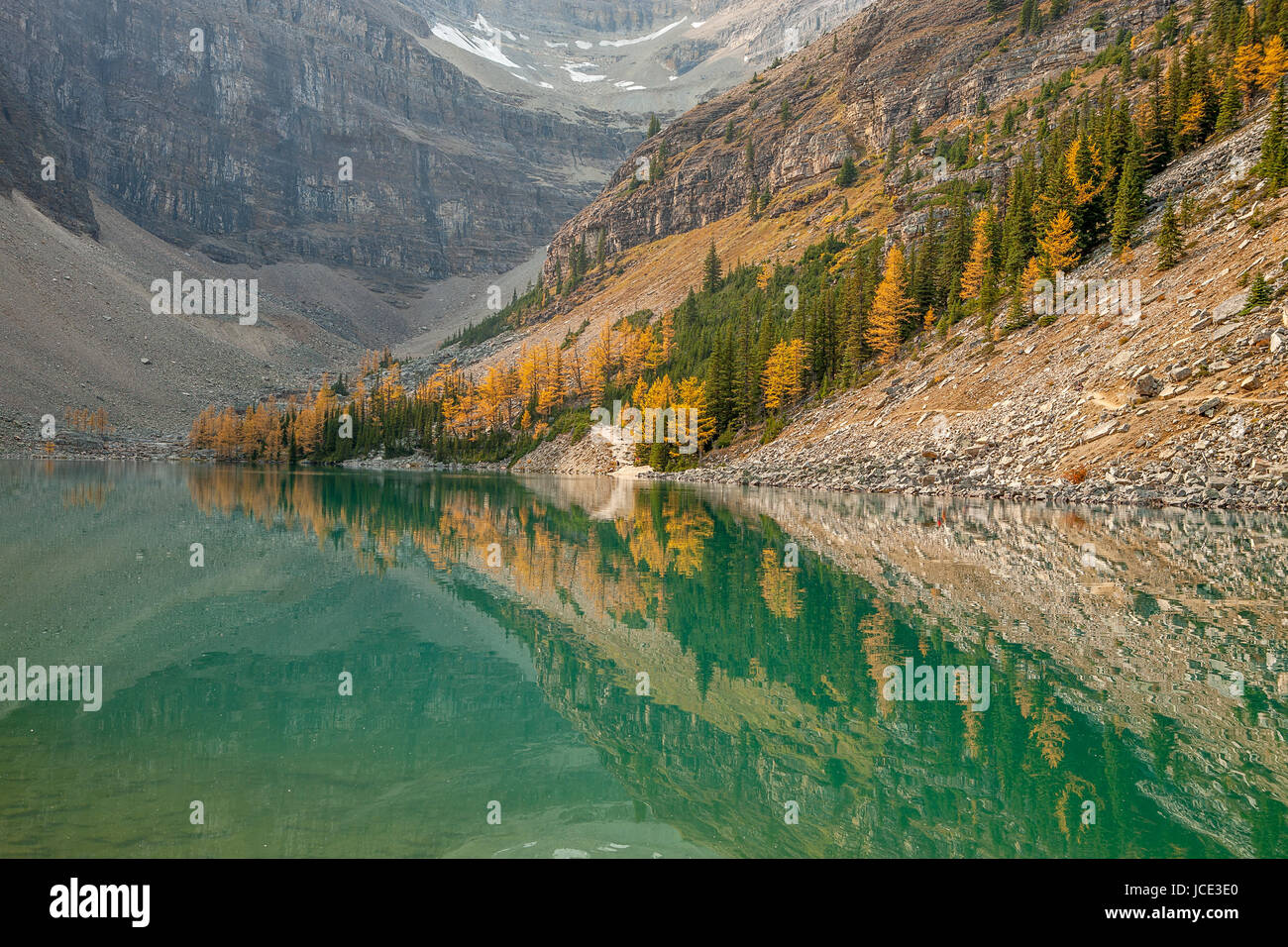 pine and larch trees raflecting in alpine lake Stock Photo - Alamy