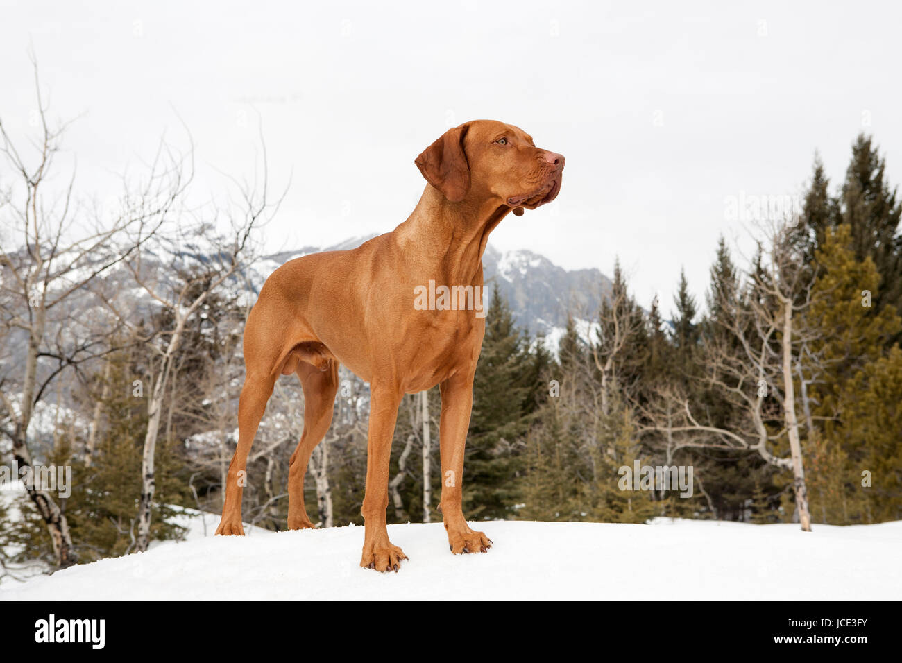 golden hunting dog standing on snow in the forest Stock Photo - Alamy