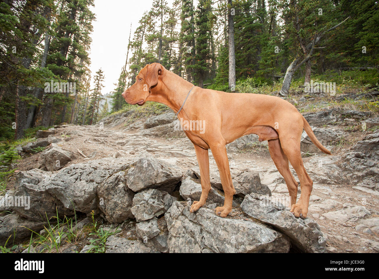 hunting dog on mountain pathway in pine forest Stock Photo - Alamy