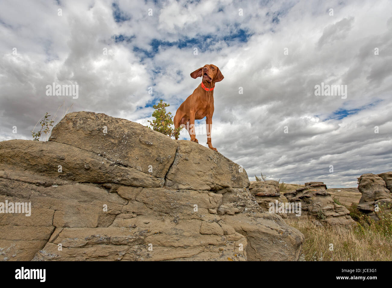 dog standing on top of cliff with cloudy skies in the background Stock ...