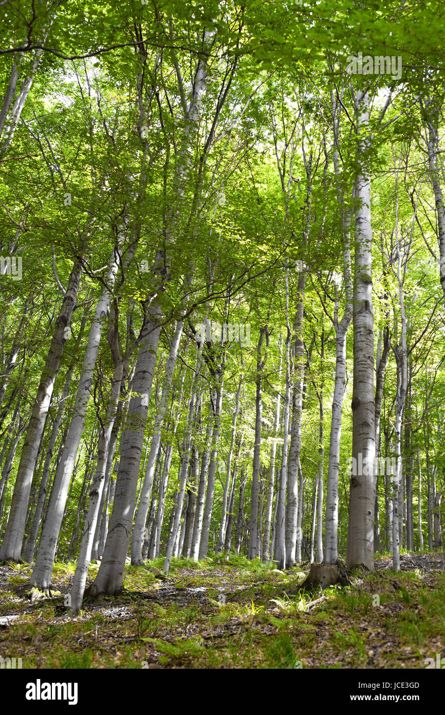 Perspective of trees in a forest Stock Photo - Alamy