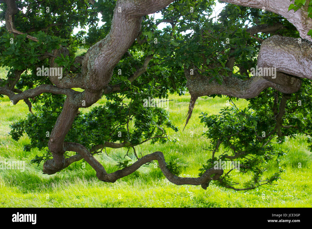 The under side of the drooping boughs of an old English oak tree ...