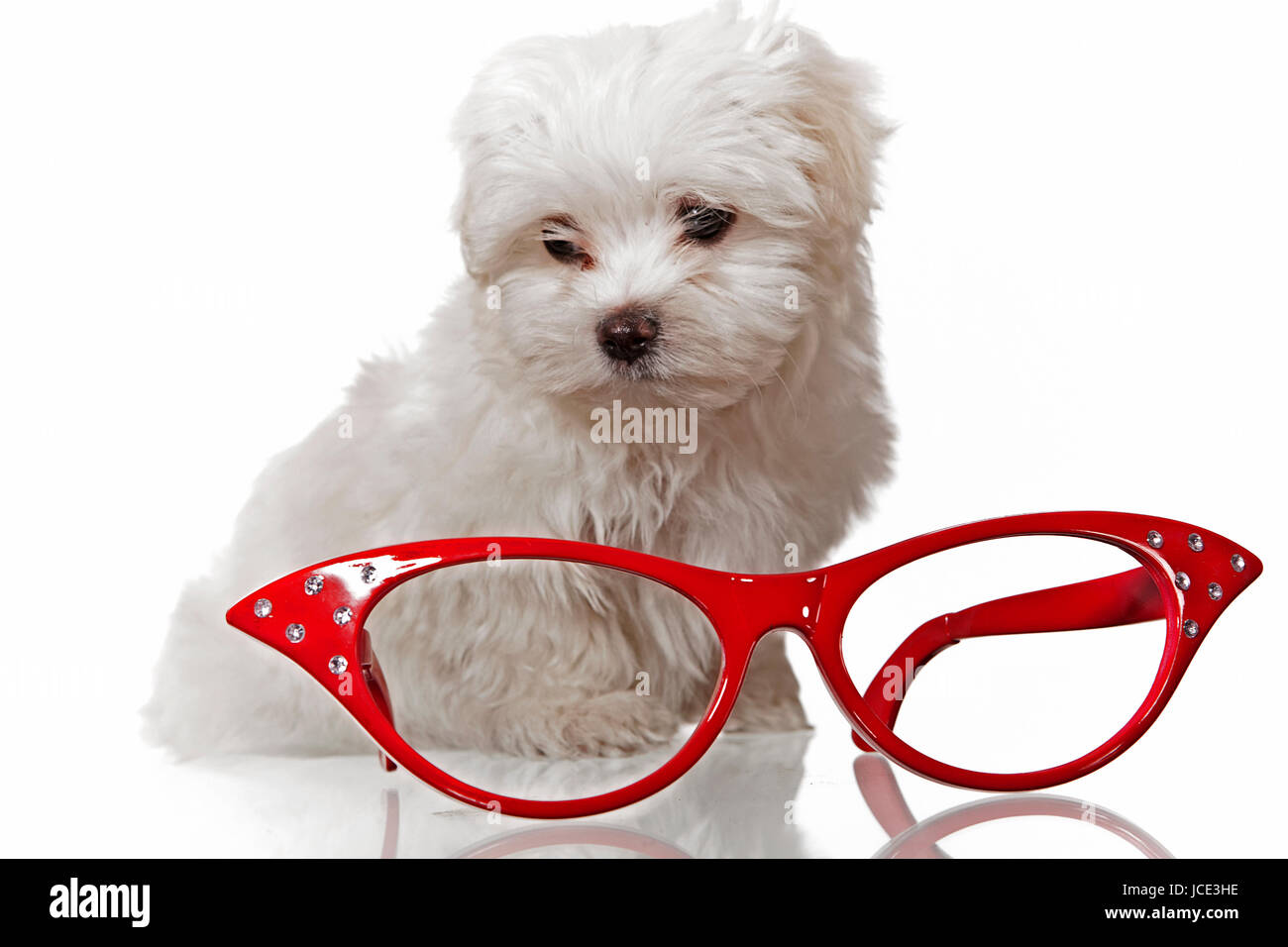 Cup size dog hi-res stock photography and images - Alamy