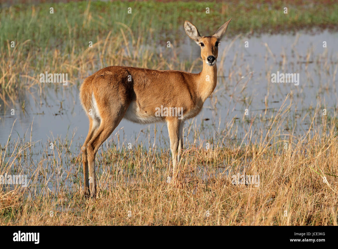 Southern reedbuck (Redunca arundinum) in natural habitat, Southern ...