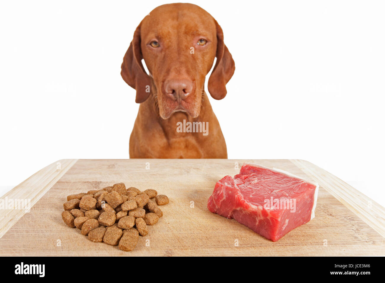 dog chosing between kibble and raw meat on white background with focus ...