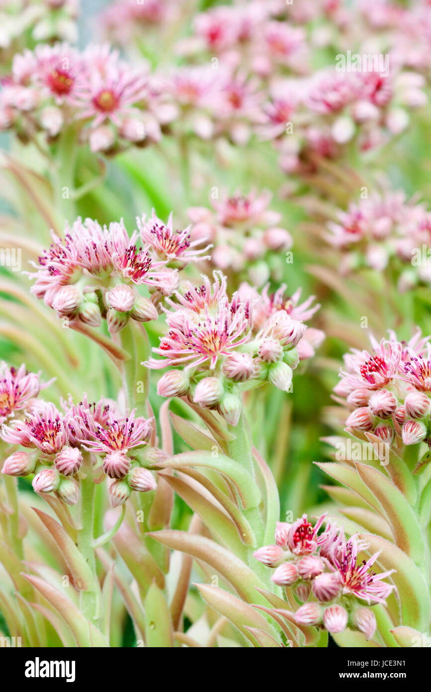 Pink flower in summer field Stock Photo - Alamy