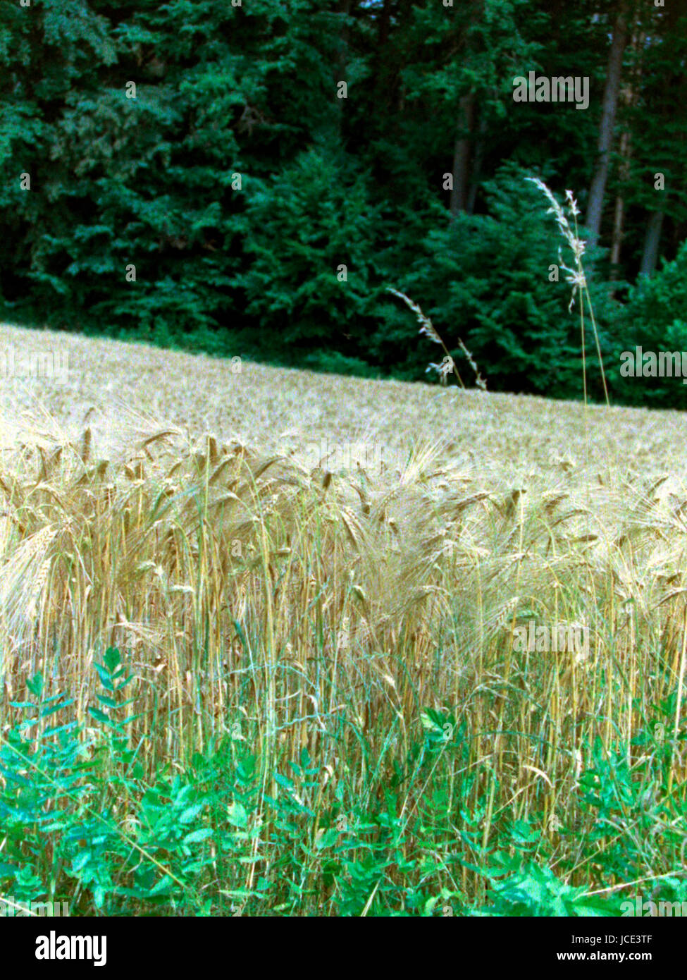 Getreide pflanzen getreide hi-res stock photography and images - Alamy