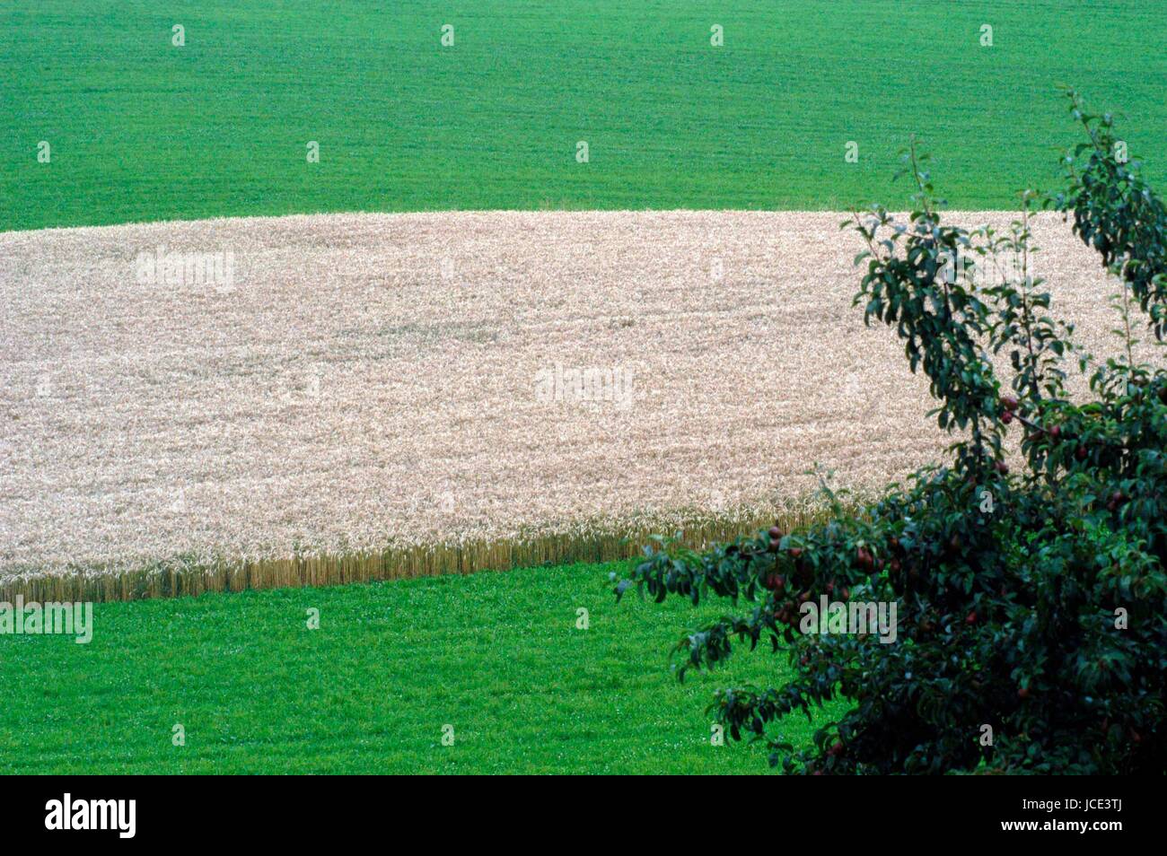 Getreide symbol hi-res stock photography and images - Alamy