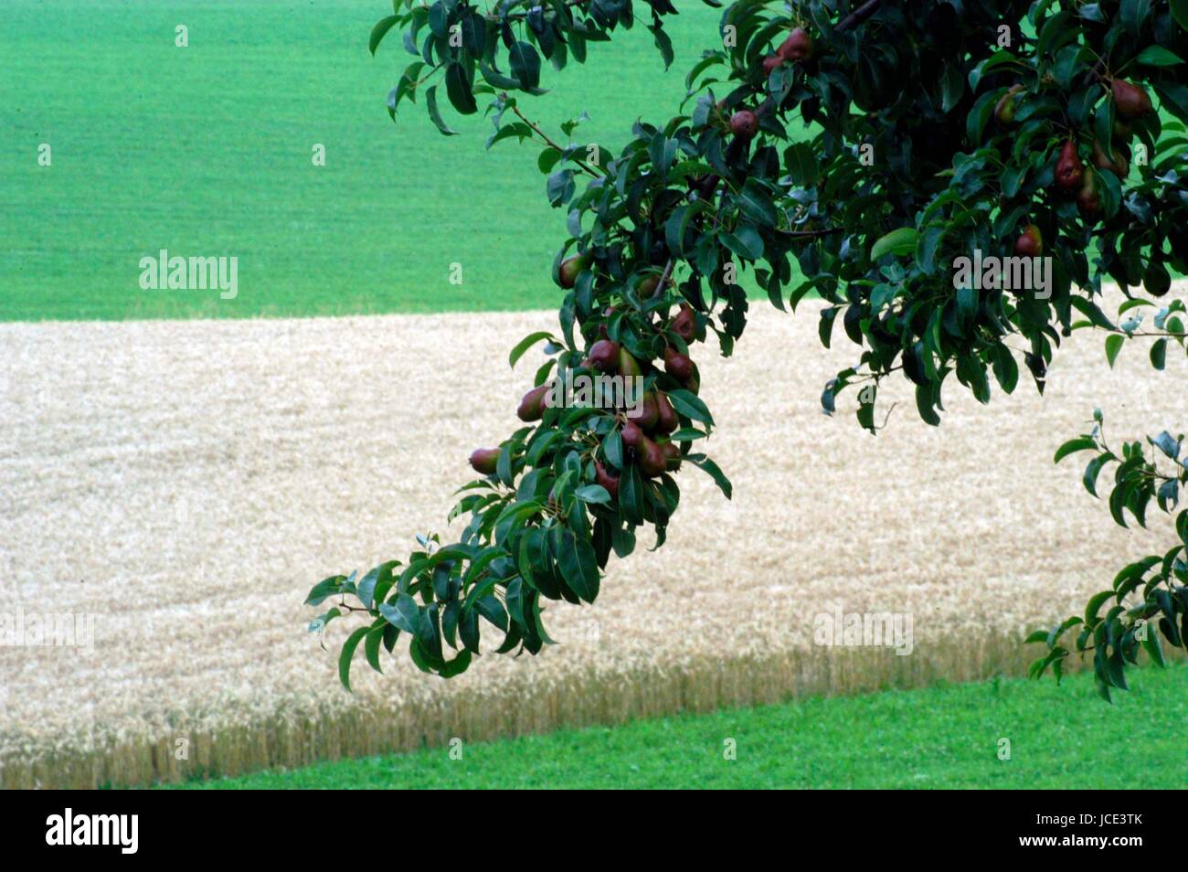 Getreide symbol hi-res stock photography and images - Alamy