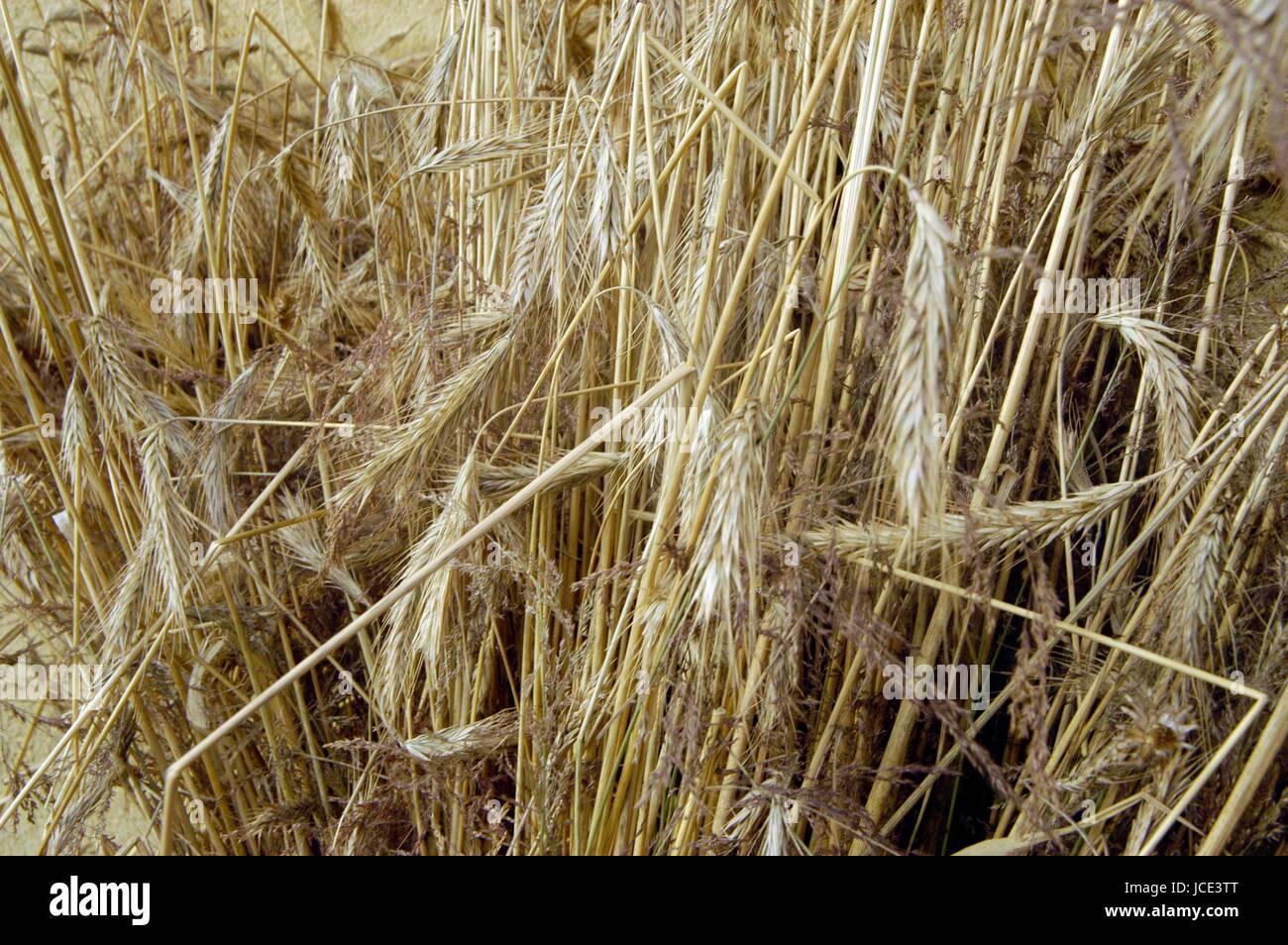 Anbau getreide lebensmittel hi-res stock photography and images - Alamy