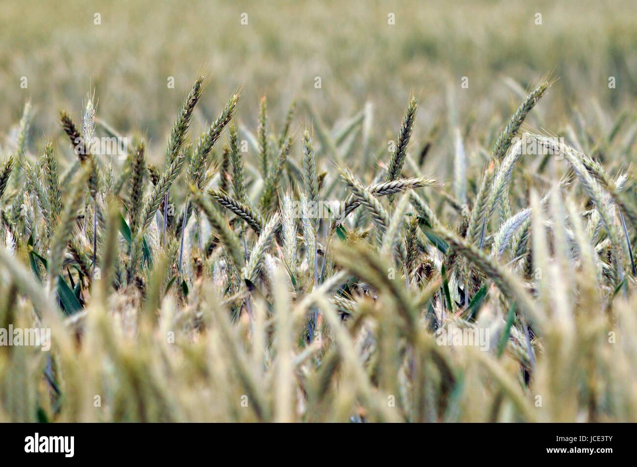 Anbau getreide lebensmittel hi-res stock photography and images - Alamy
