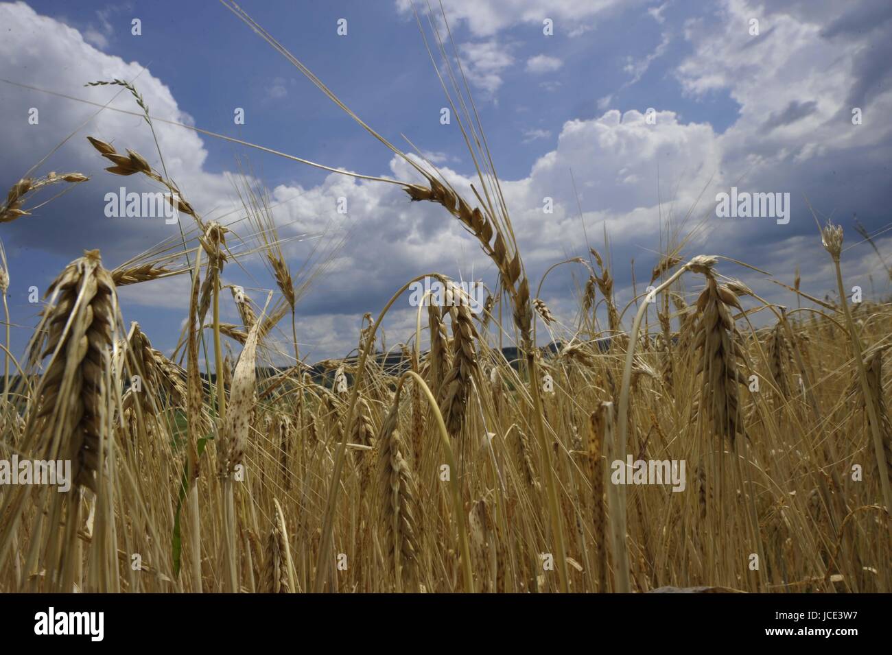 Anbau getreide lebensmittel hi-res stock photography and images - Alamy