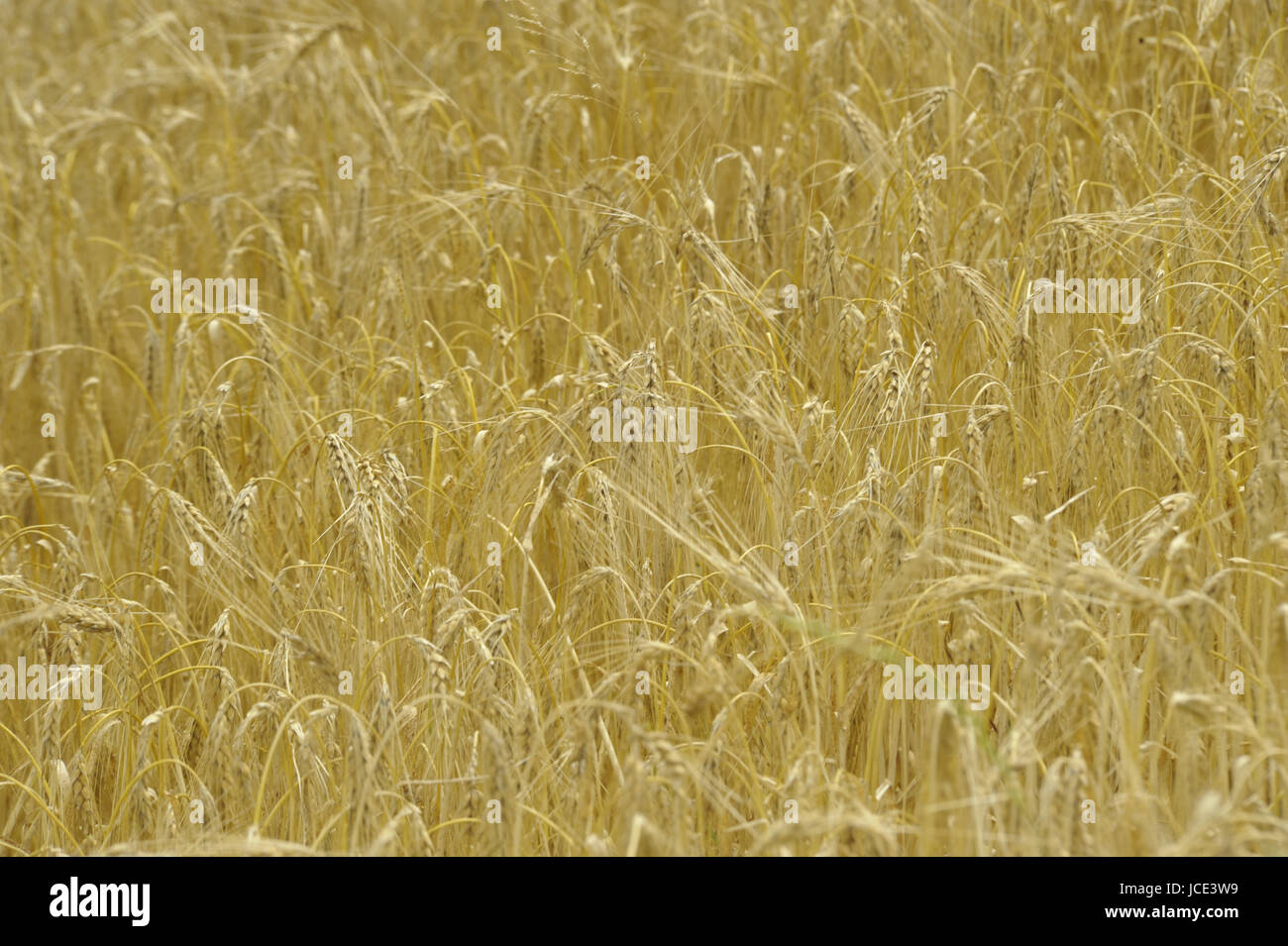 Getreide symbol hi-res stock photography and images - Alamy