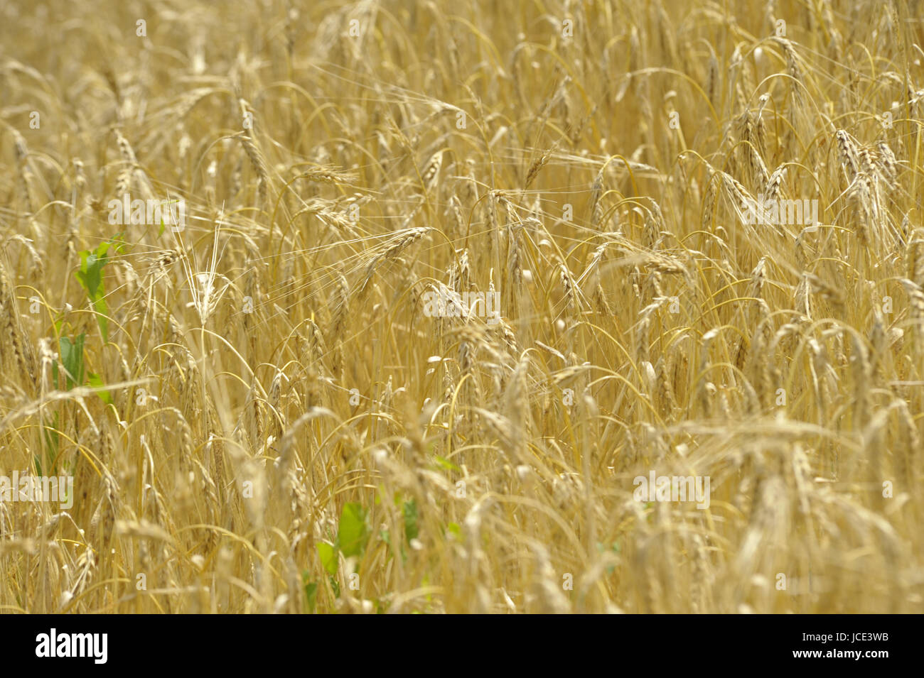 Getreide symbol hi-res stock photography and images - Alamy