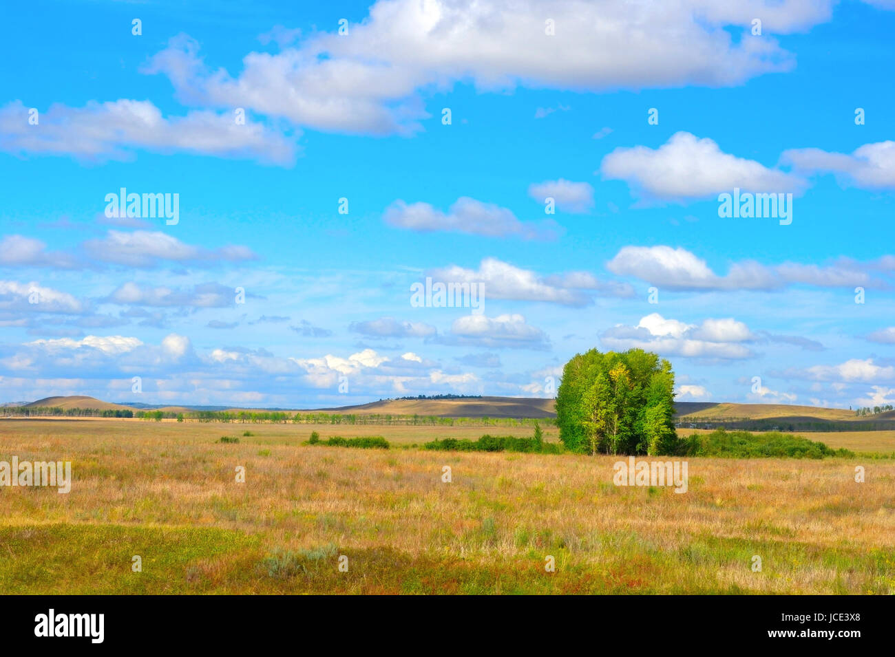 Beautiful summer landscape with field and trees Stock Photo - Alamy