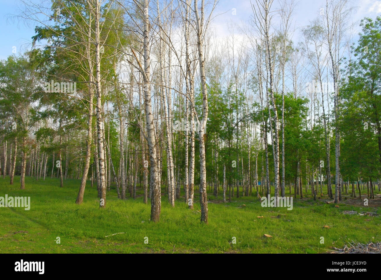 Birch grove purity hi-res stock photography and images - Alamy
