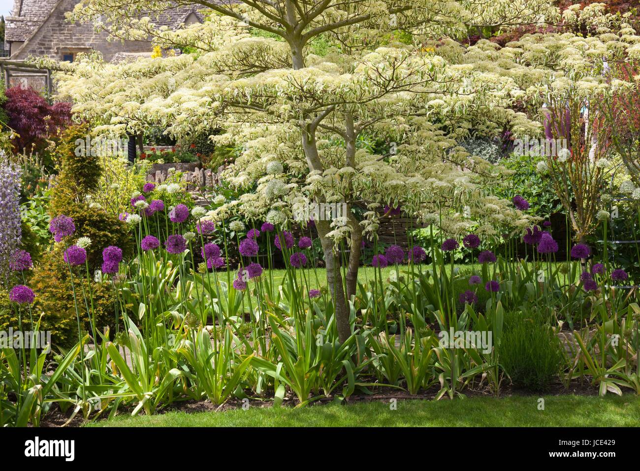 Cotswold cottage garden border with Wisteria and Alliums, England Stock ...