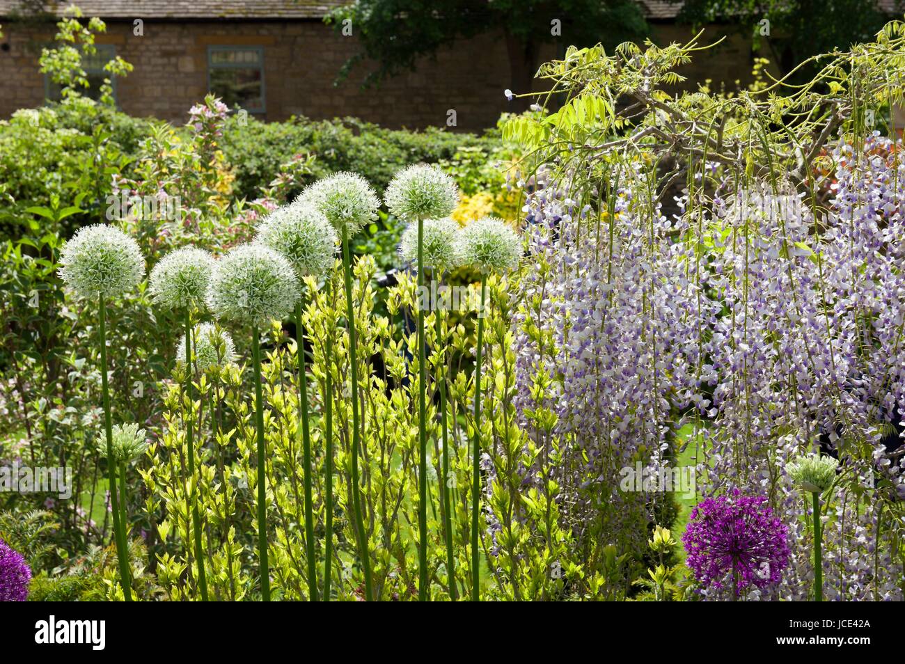 Cotswold cottage garden border with Wisteria and Alliums, England Stock ...
