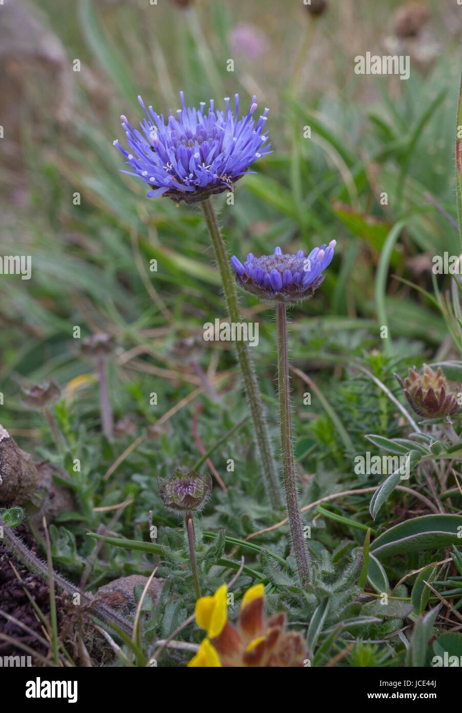 Sheep's Bit Scabious (Jasione montana), Kynance Cove, Cornwall, England ...