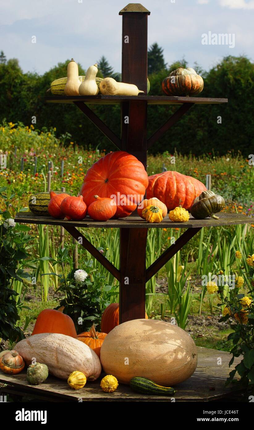 pumpkins on a farm Stock Photo - Alamy