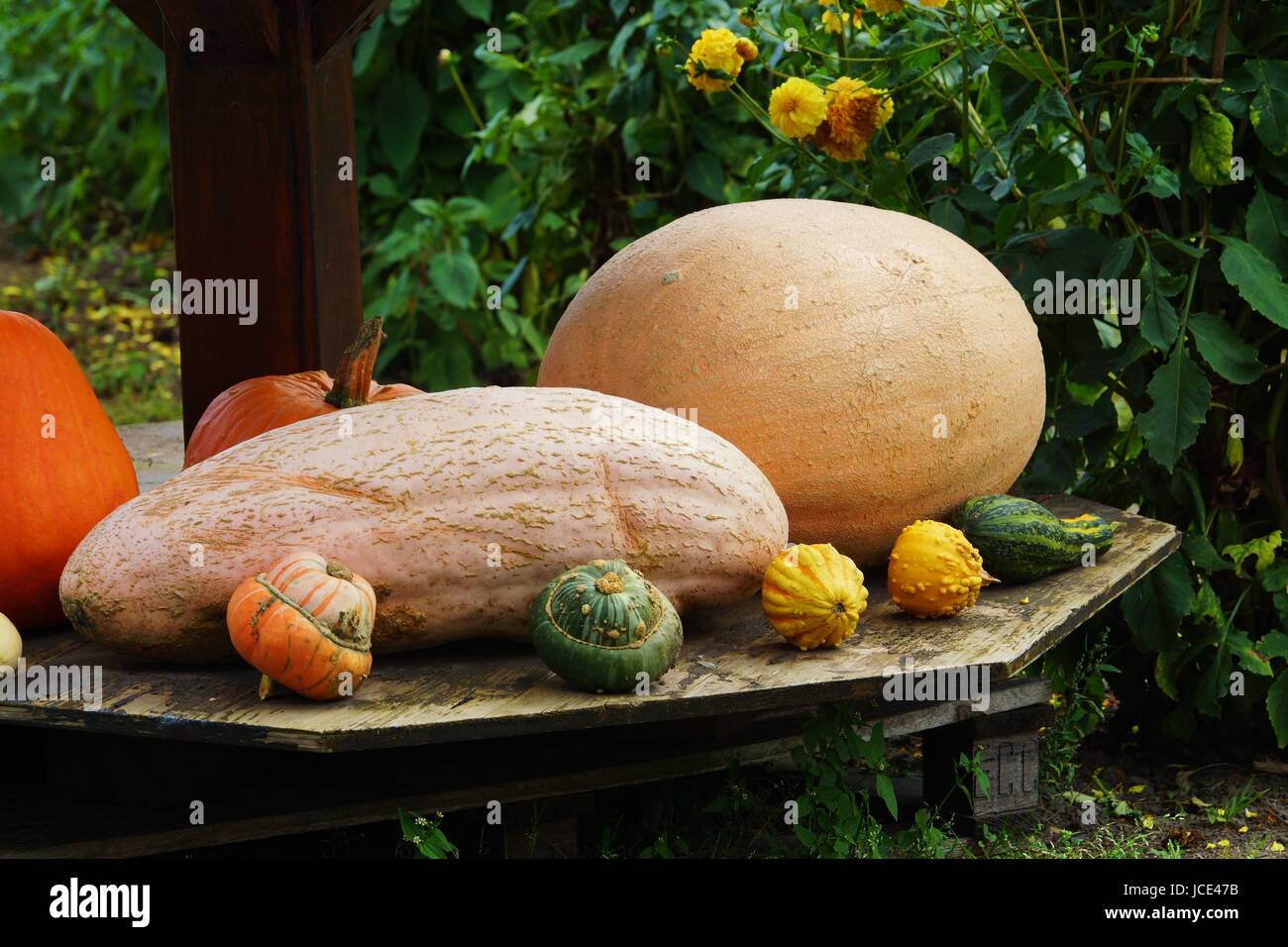 pumpkins on a farm Stock Photo - Alamy