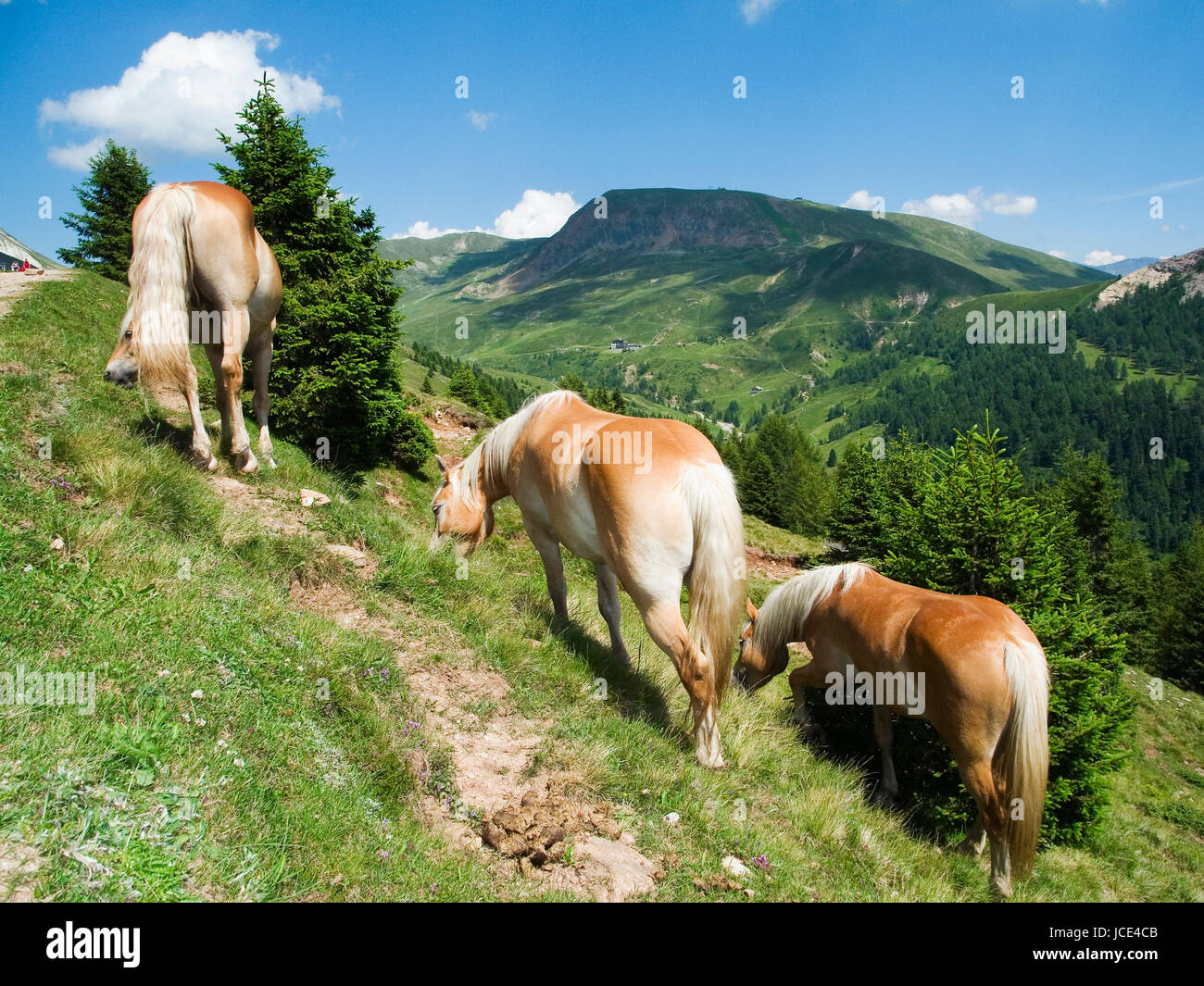 Haflinger pferde hi-res stock photography and images - Alamy