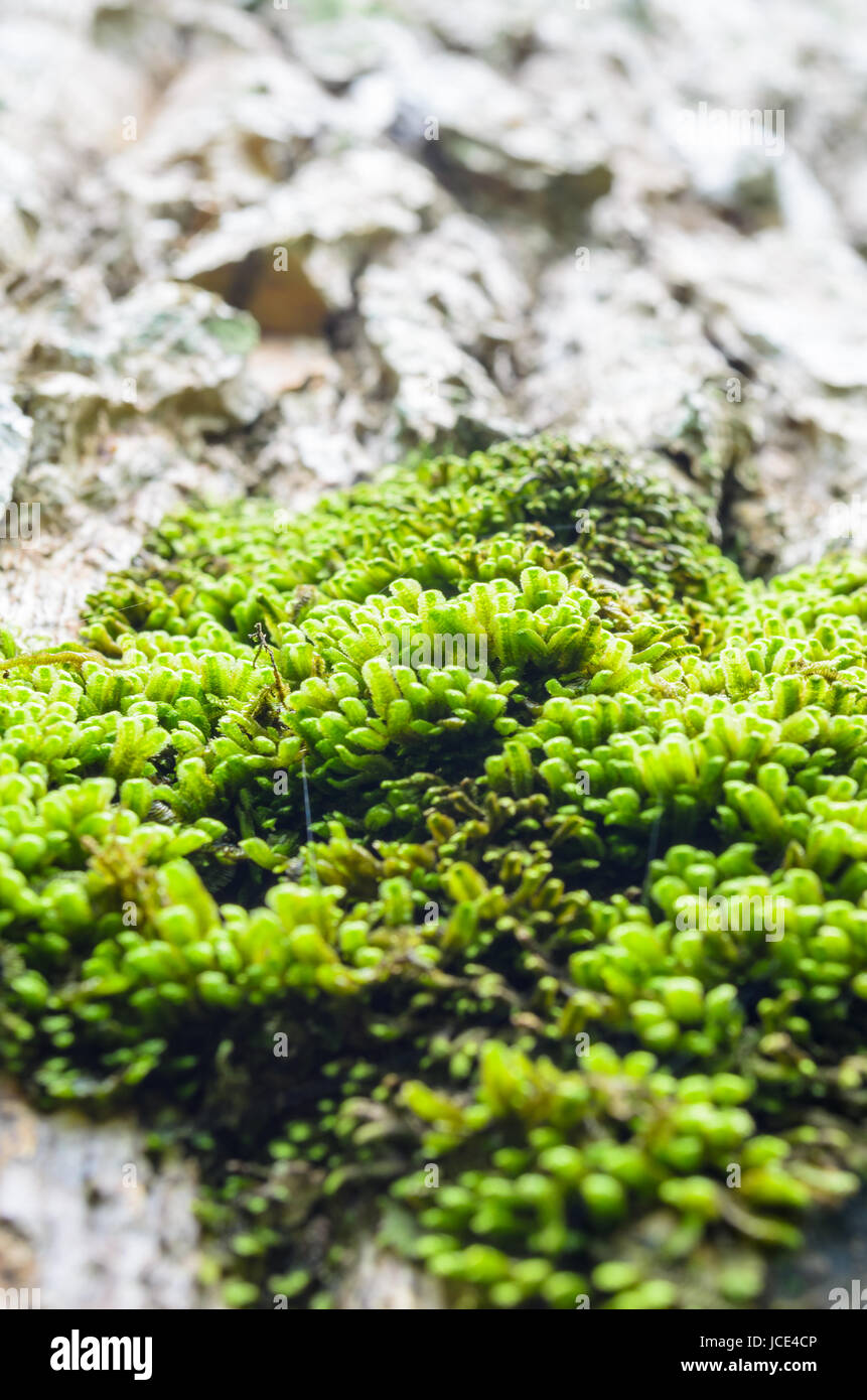 Green Moss grow on large trees in rainforest Stock Photo - Alamy