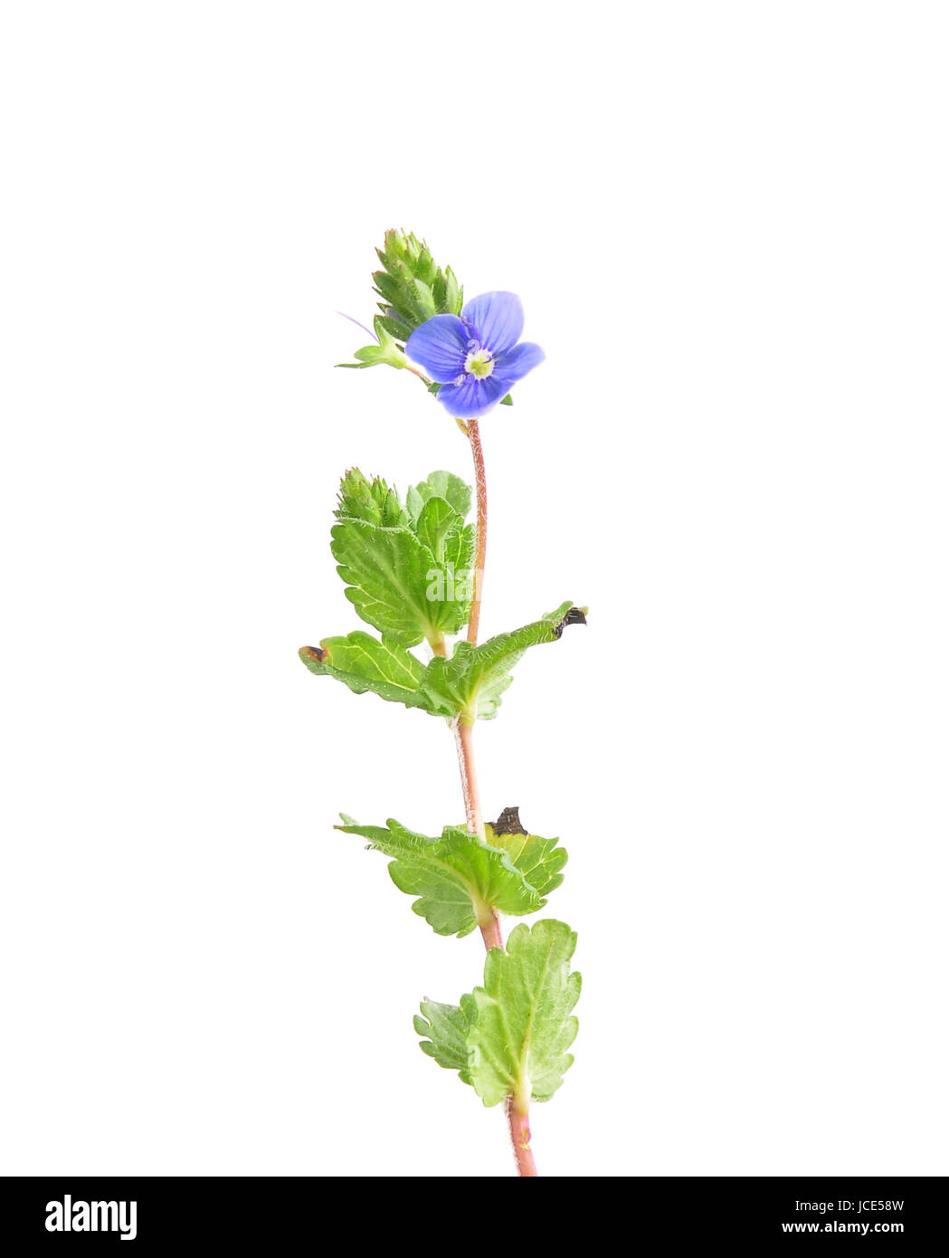 Gamander-Ehrenpreis (Veronica chamaedrys Stock Photo - Alamy