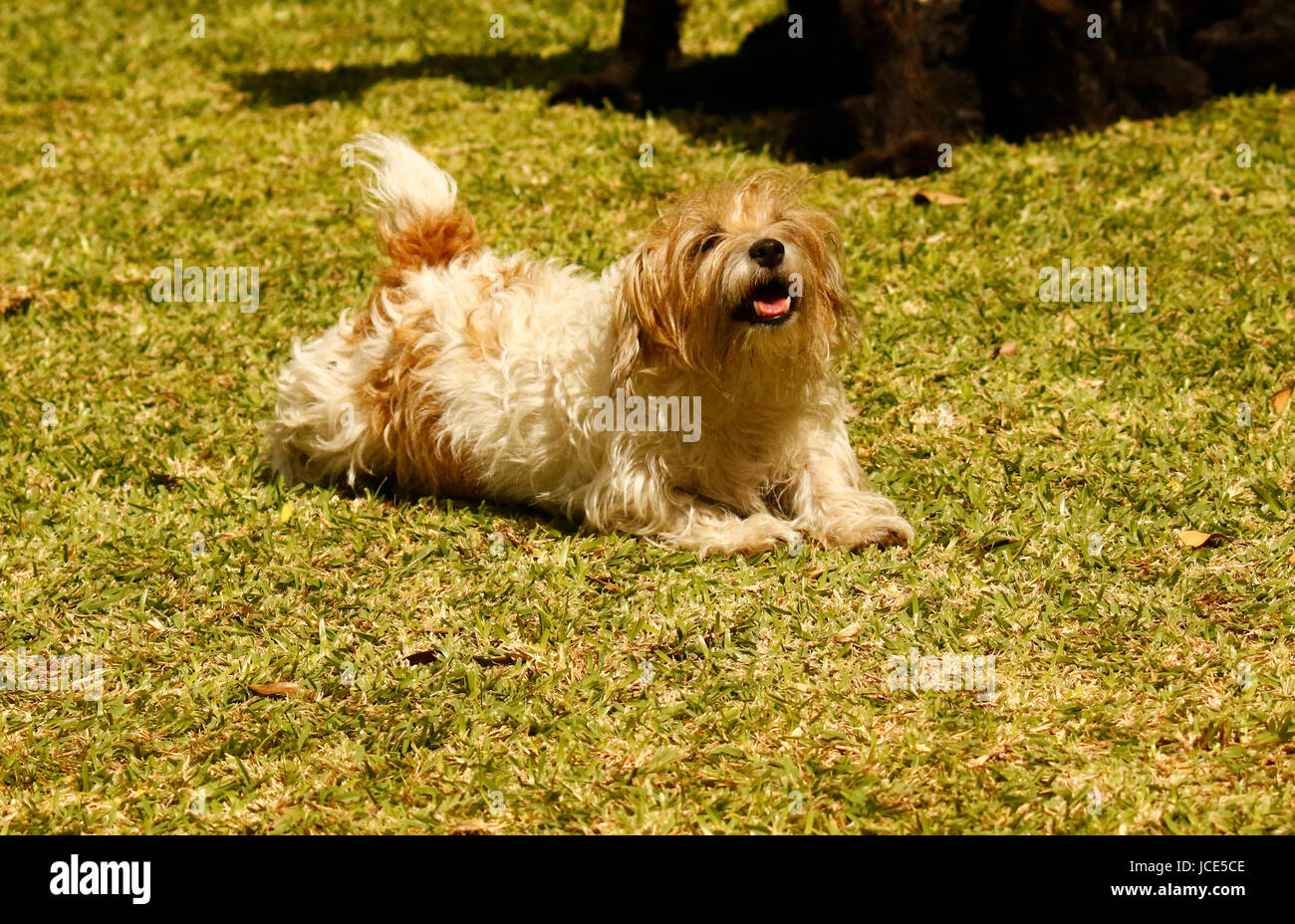 Wire haired jack russell hi-res stock photography and images - Alamy