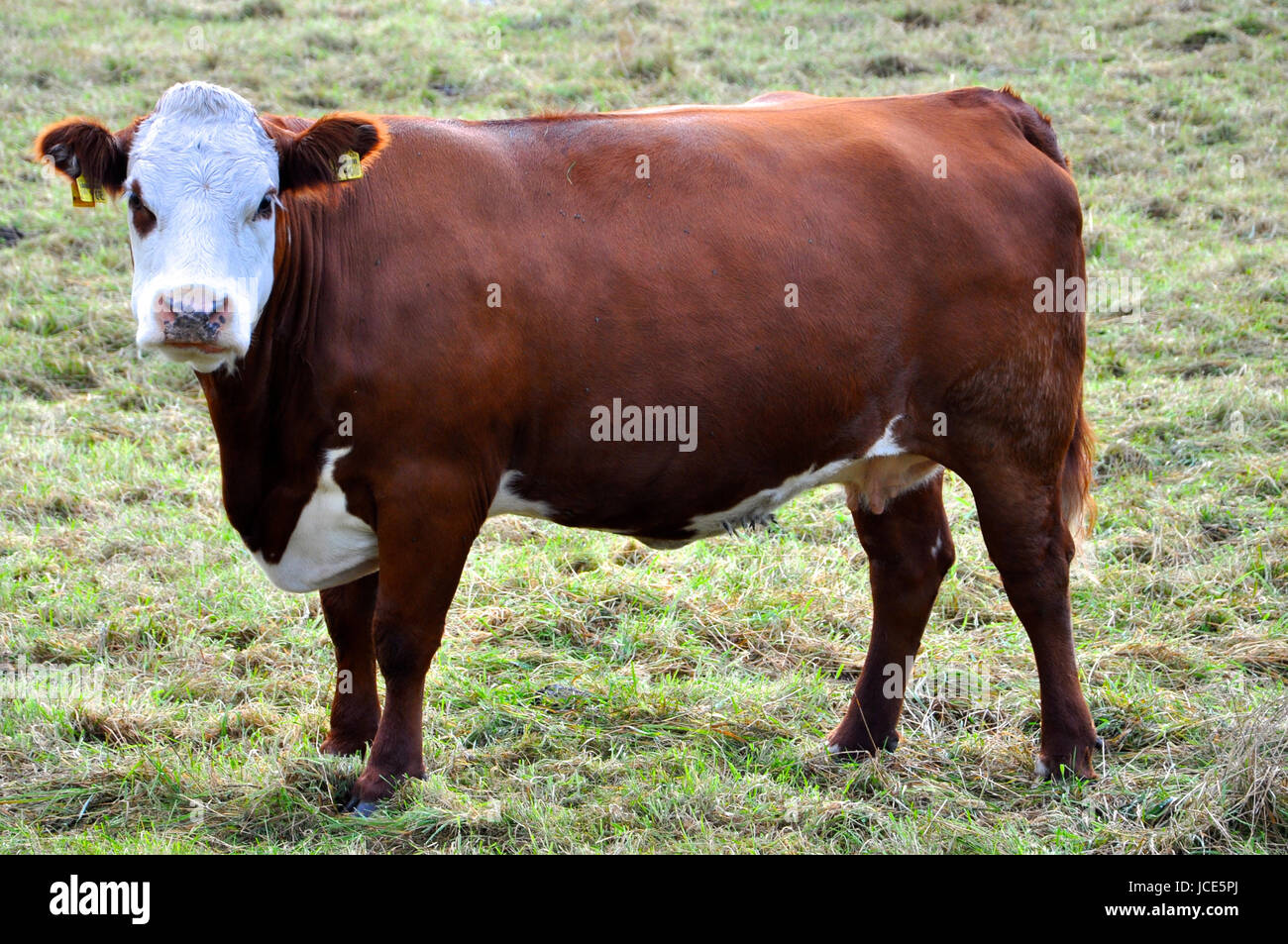 Organ production hi-res stock photography and images - Alamy