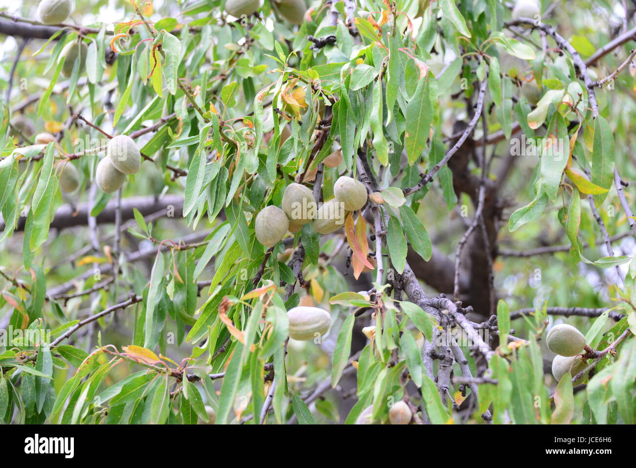 aluminum tree in spain Stock Photo - Alamy
