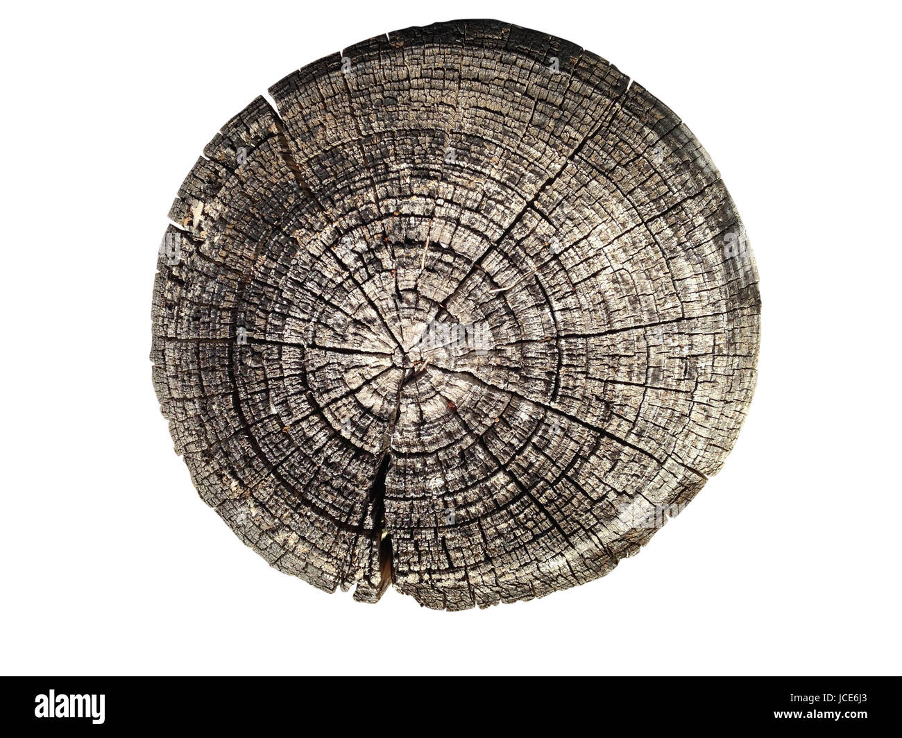 Tree Trunk Cross Section Rings Showing Stock Photos & Tree Trunk Cross ...