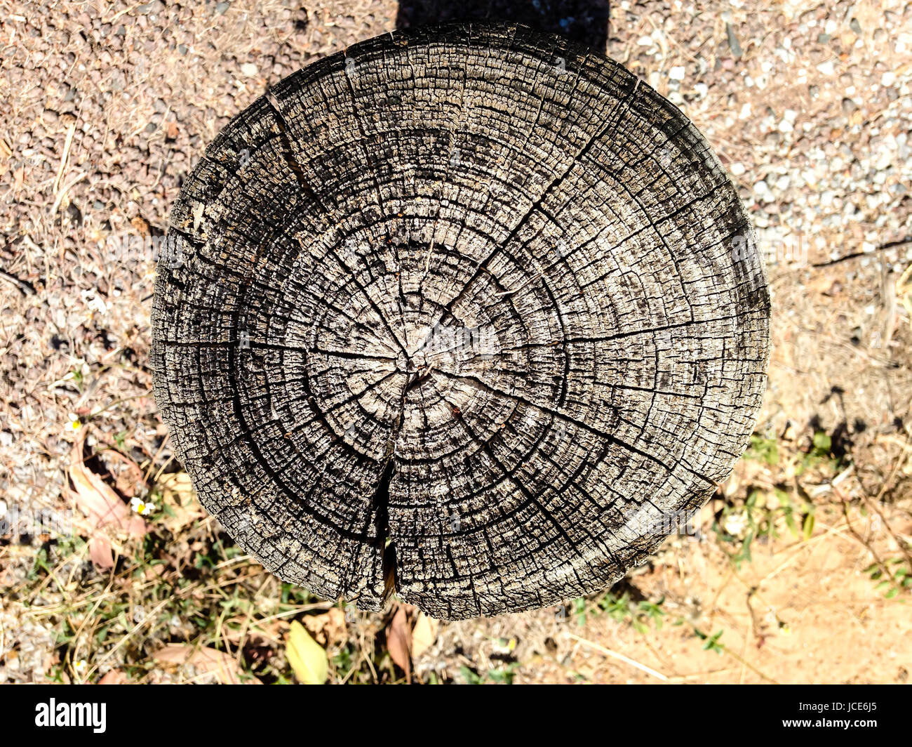 Cross section of tree trunk showing growth rings Stock Photo - Alamy