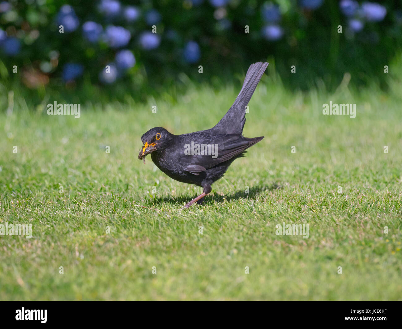 Male Blackbird Stock Photos & Male Blackbird Stock Images - Alamy