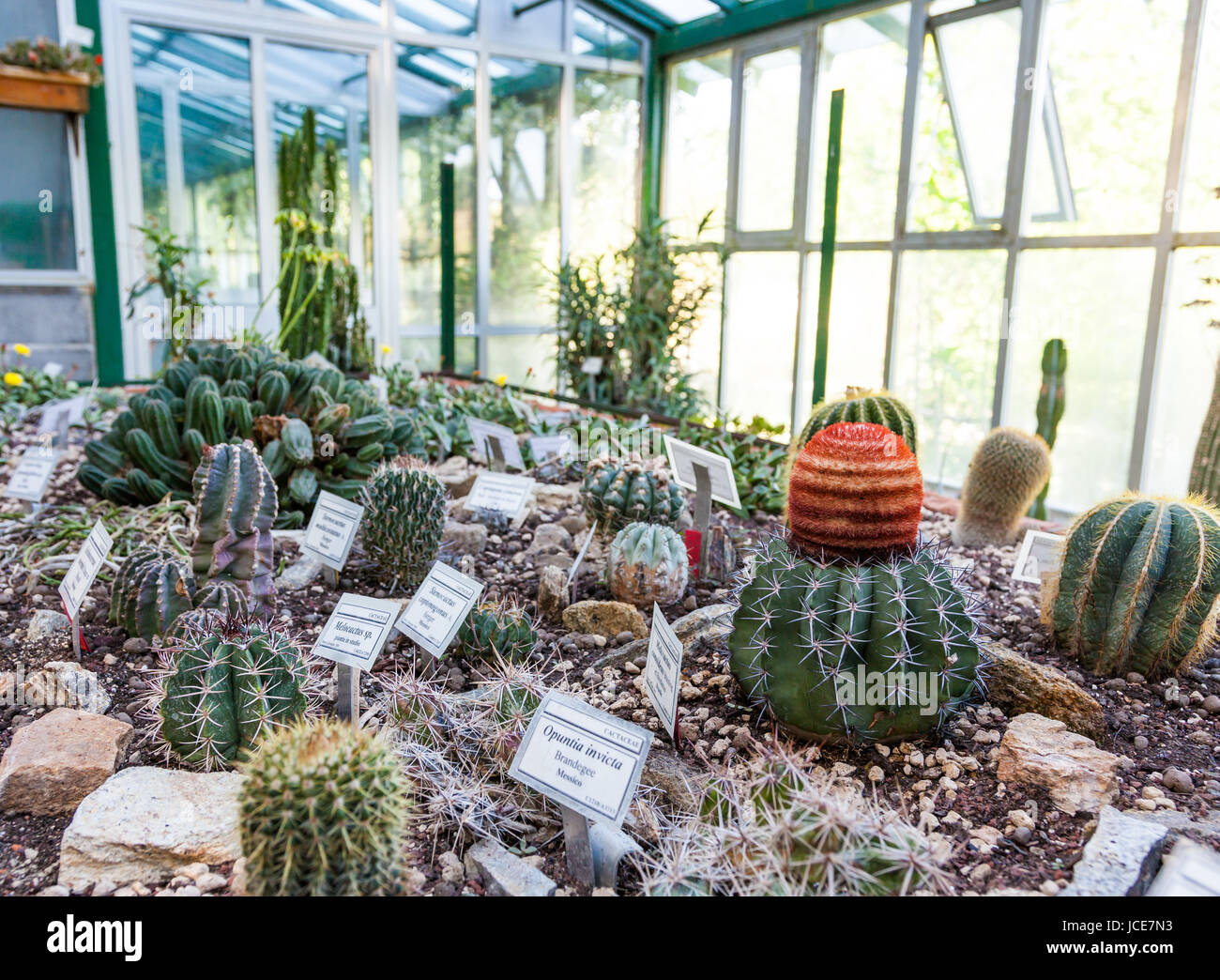 Interior of a cactus greenhouse; detail of the plantation banch Stock ...