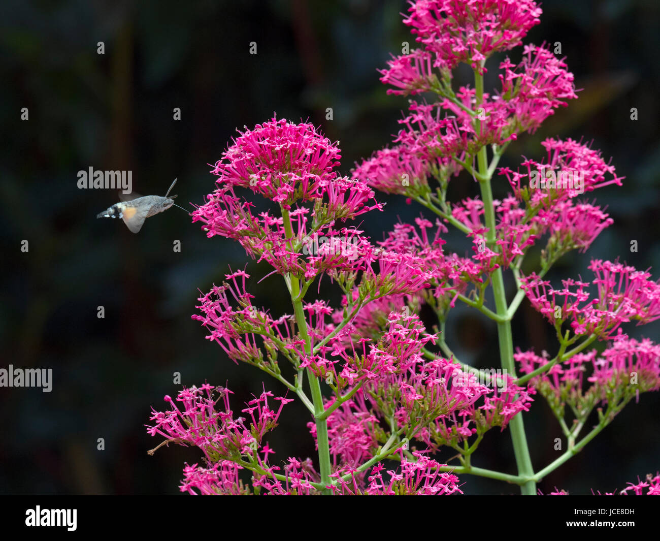 Long proboscis moths hi-res stock photography and images - Alamy