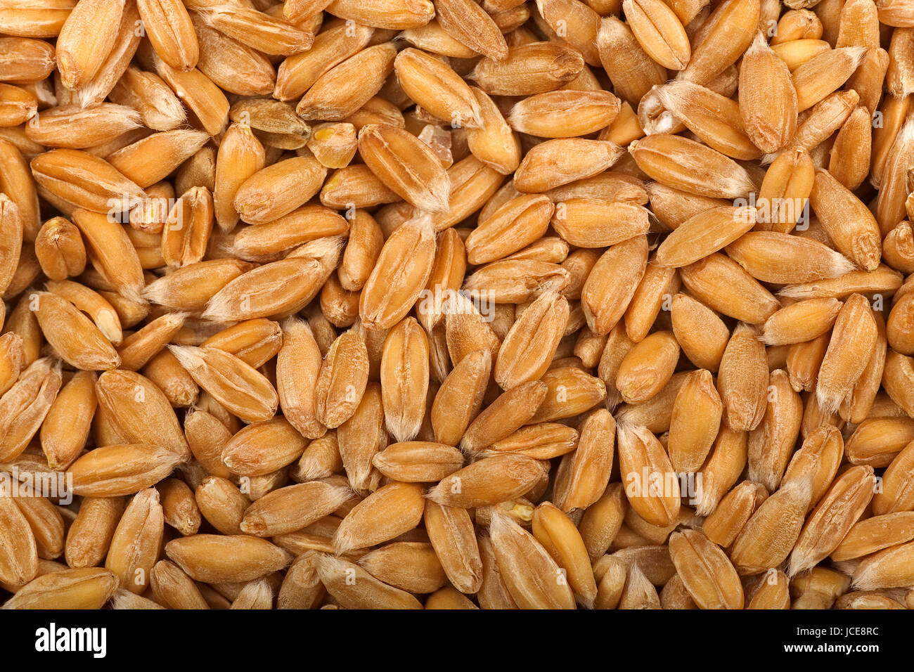 whole raw spelt kernels macro background Stock Photo - Alamy