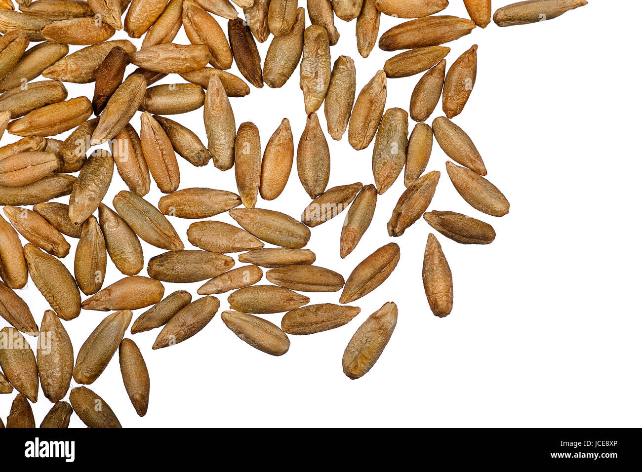 rye kernels macro isolated on white background Stock Photo - Alamy