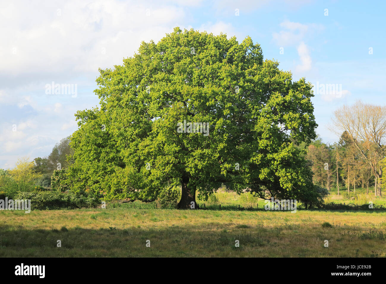 Large single oak tree in Spring, Methersgate, Sutton, Suffolk, England ...