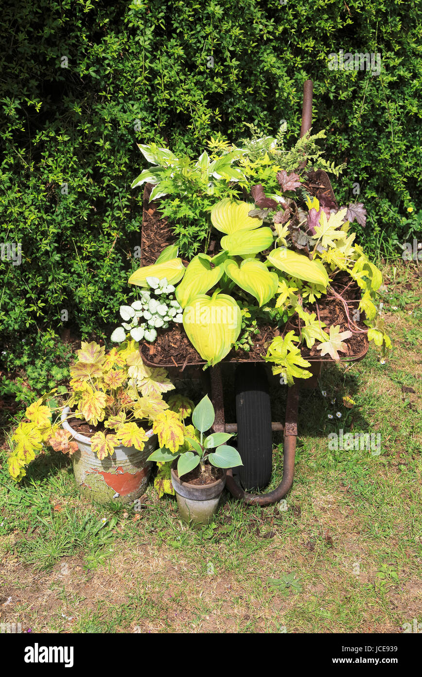 Wheelbarrow display of garden plants, Suffolk, England, UK Stock Photo ...