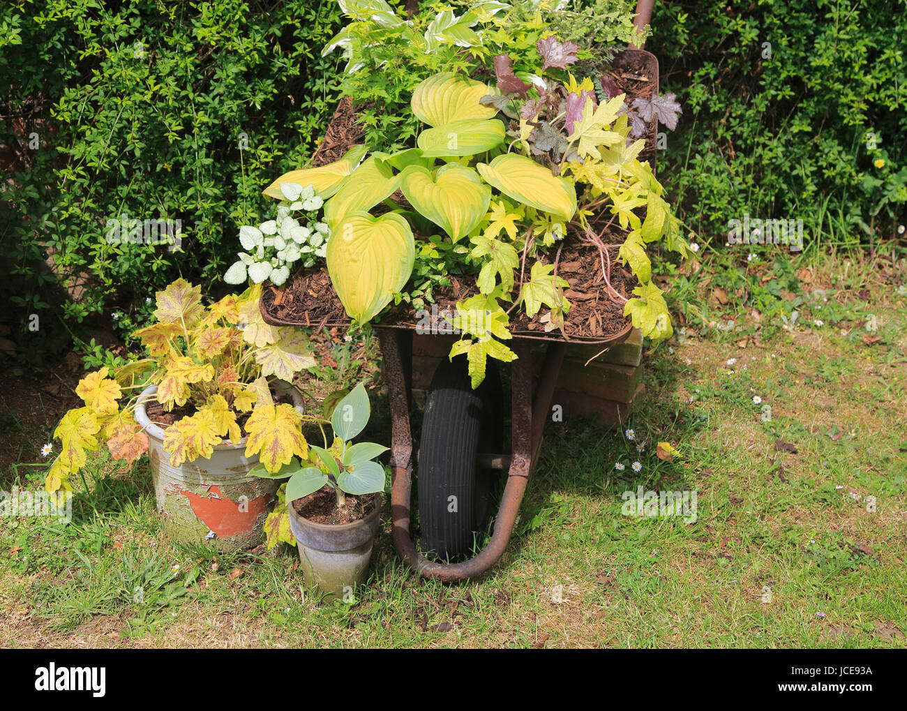 Wheelbarrow display of garden plants, Suffolk, England, UK Stock Photo ...