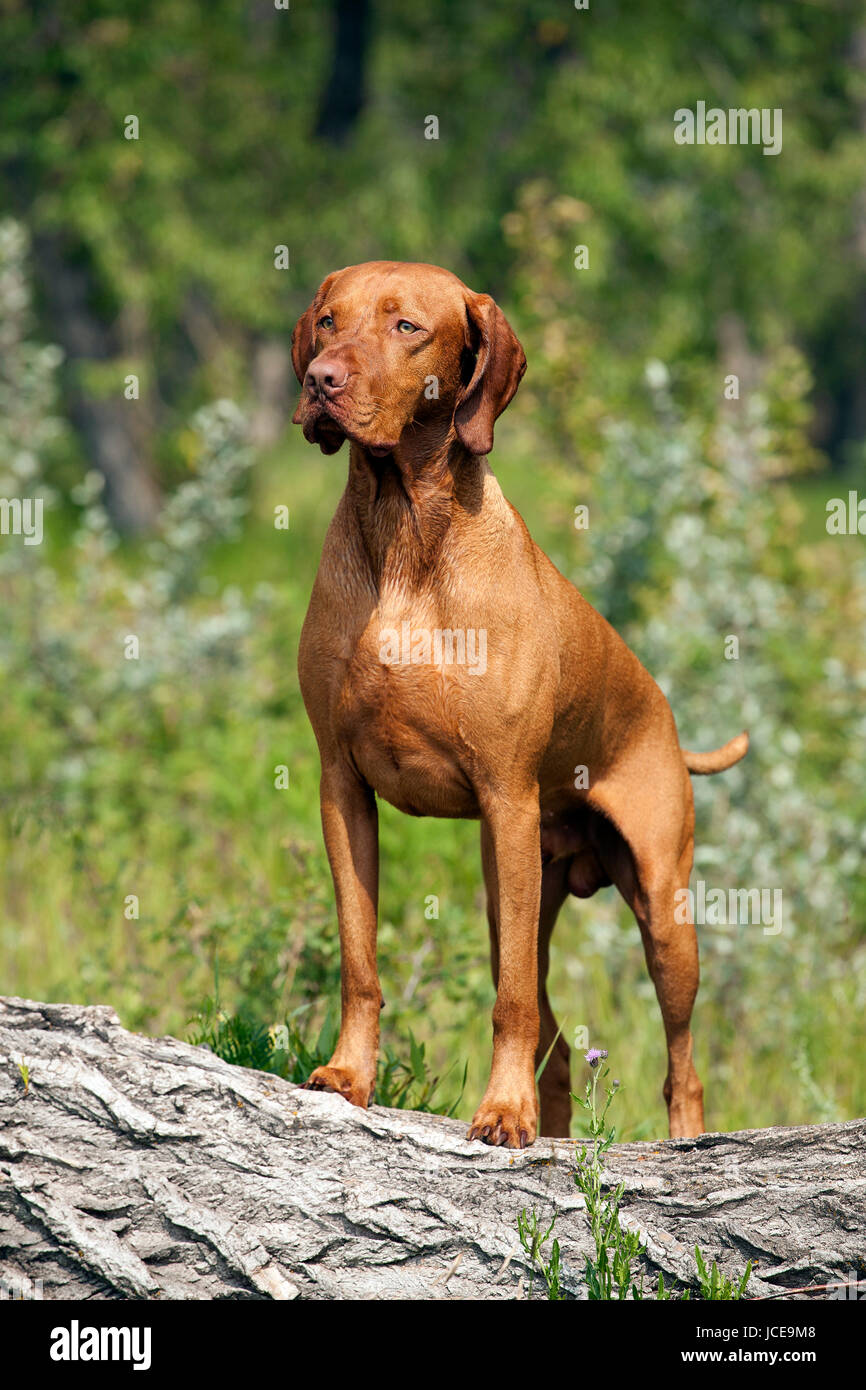 muscular Hungarian Vizsla dog posing outdoors Stock Photo - Alamy