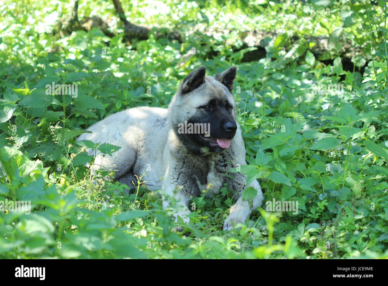 Dog resting in the greenery Stock Photo - Alamy