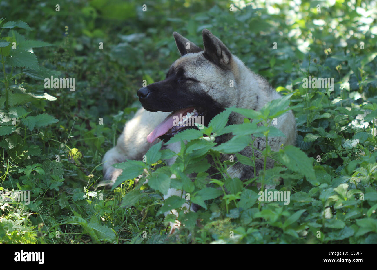 Dog resting in the greenery Stock Photo - Alamy