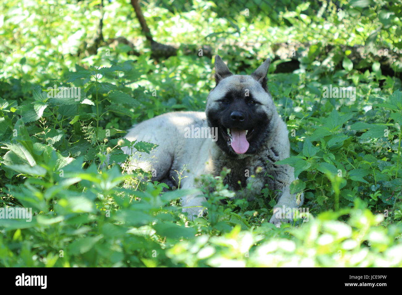 Dog resting in the greenery Stock Photo - Alamy