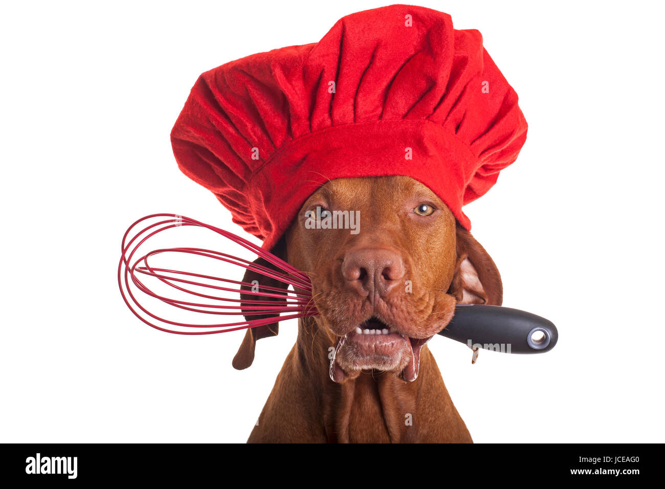 pure breed vizsla dog chef wearing red cap and holding egg beater in ...
