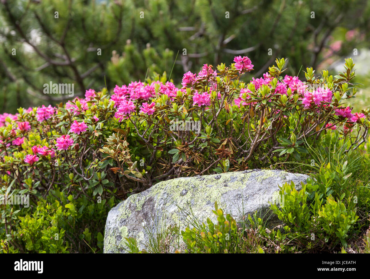 Rostrote alpenrose hi-res stock photography and images - Alamy
