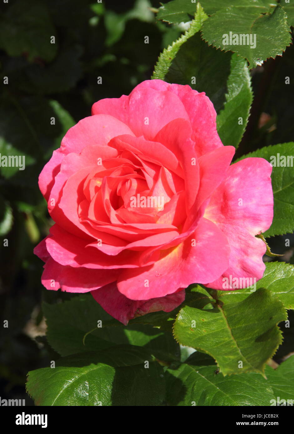 Eye catcher hi-res stock photography and images - Alamy